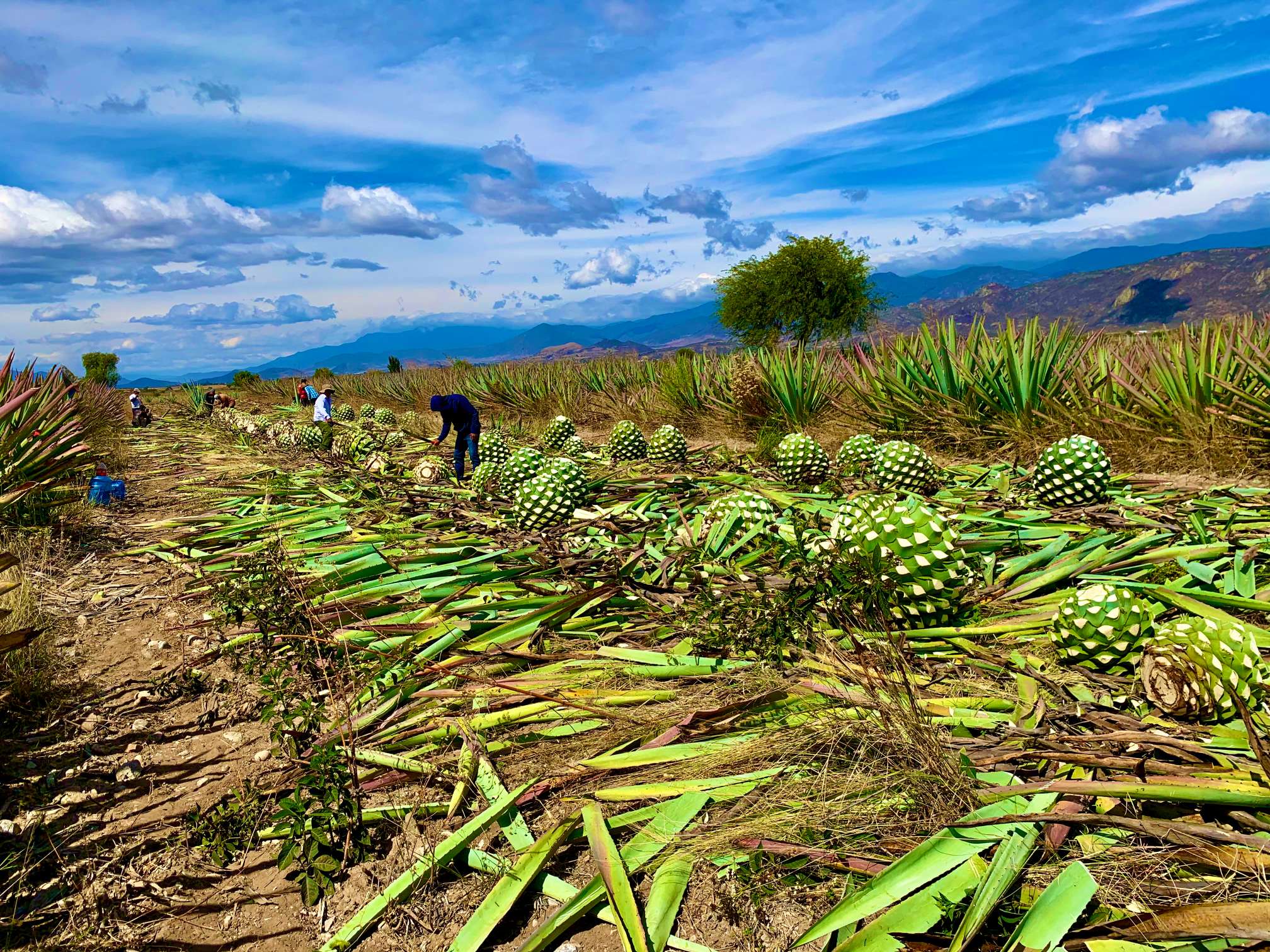 Tour Ruta del mezcal | Transportadora turística en Oaxaca Tesoro Zapoteco